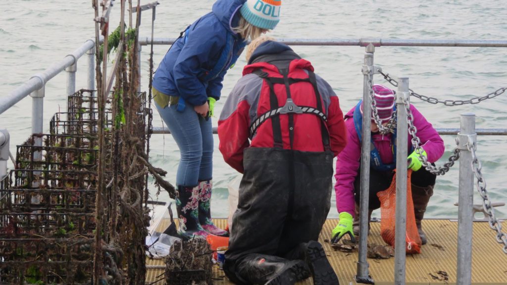 Our work – Wild Oysters project