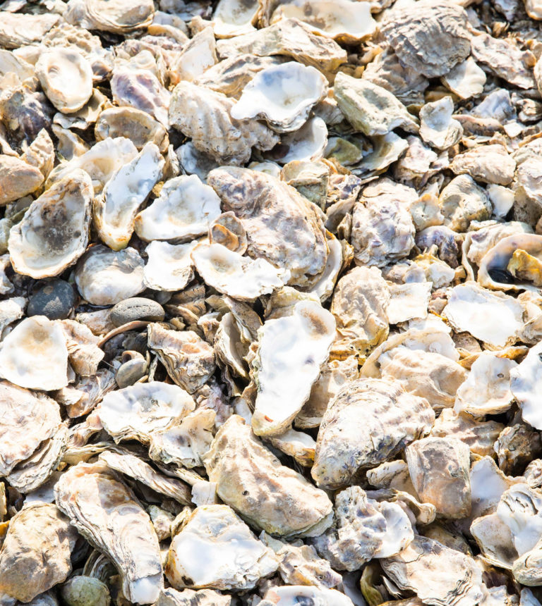 Our work – Wild Oysters project