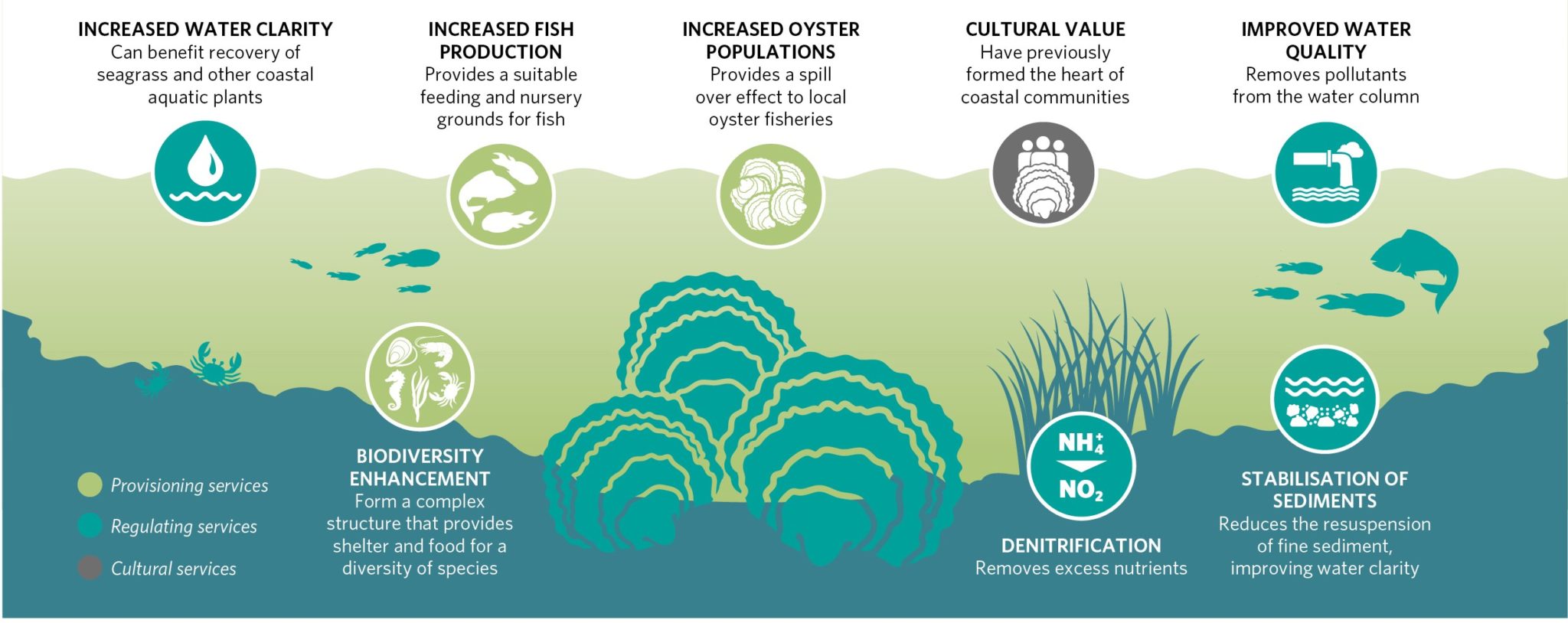 Wild Oysters project – Wild Oyster Projects