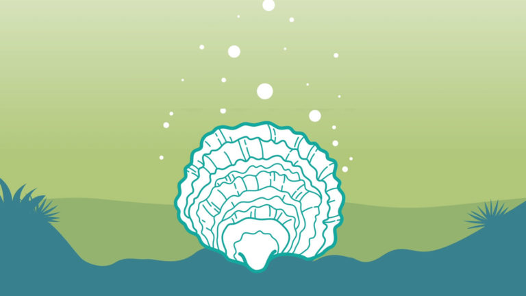 Wild Oysters project – Wild Oyster Projects